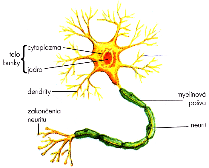 PŘÍRODOVĚDA :: 6.A ZŠ Staňkova 14